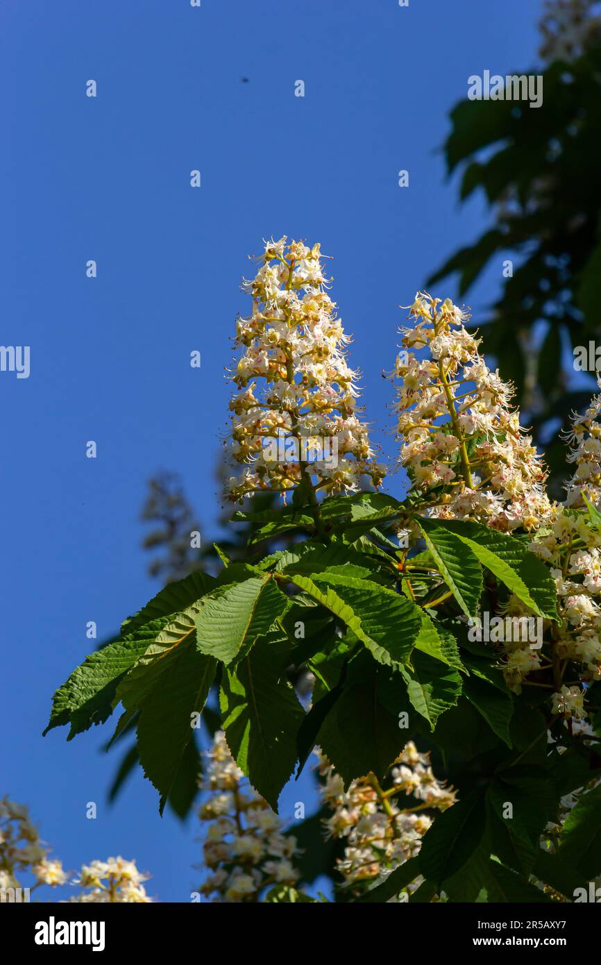 Cluster with white chestnut flowers. White chestnut blossom with tiny ...