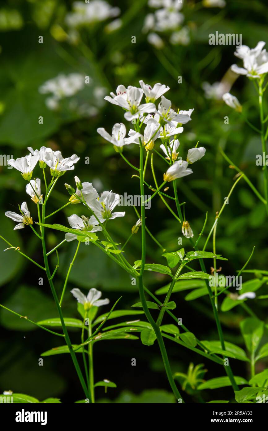 Cardamine amara, known as large bitter-cress. Spring forest. floral ...