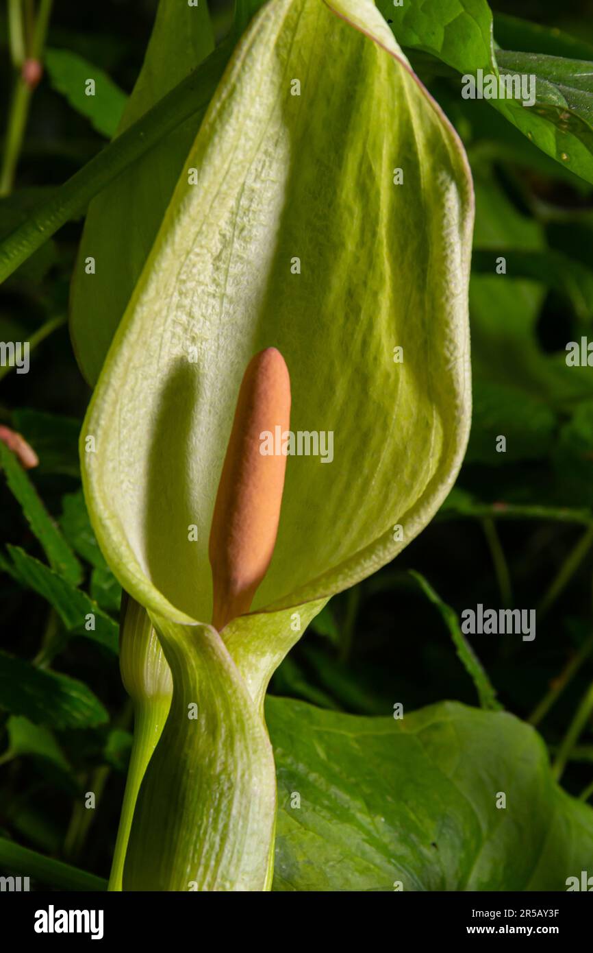 Arrow weed hi-res stock photography and images - Alamy