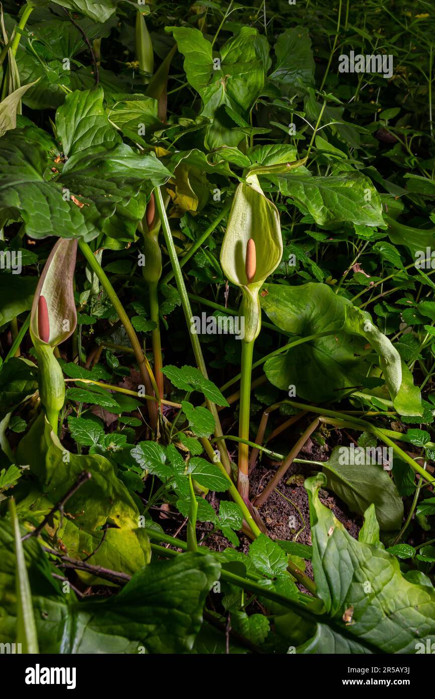 Cuckoopint or Arum maculatum arrow shaped leaf, woodland poisonous ...