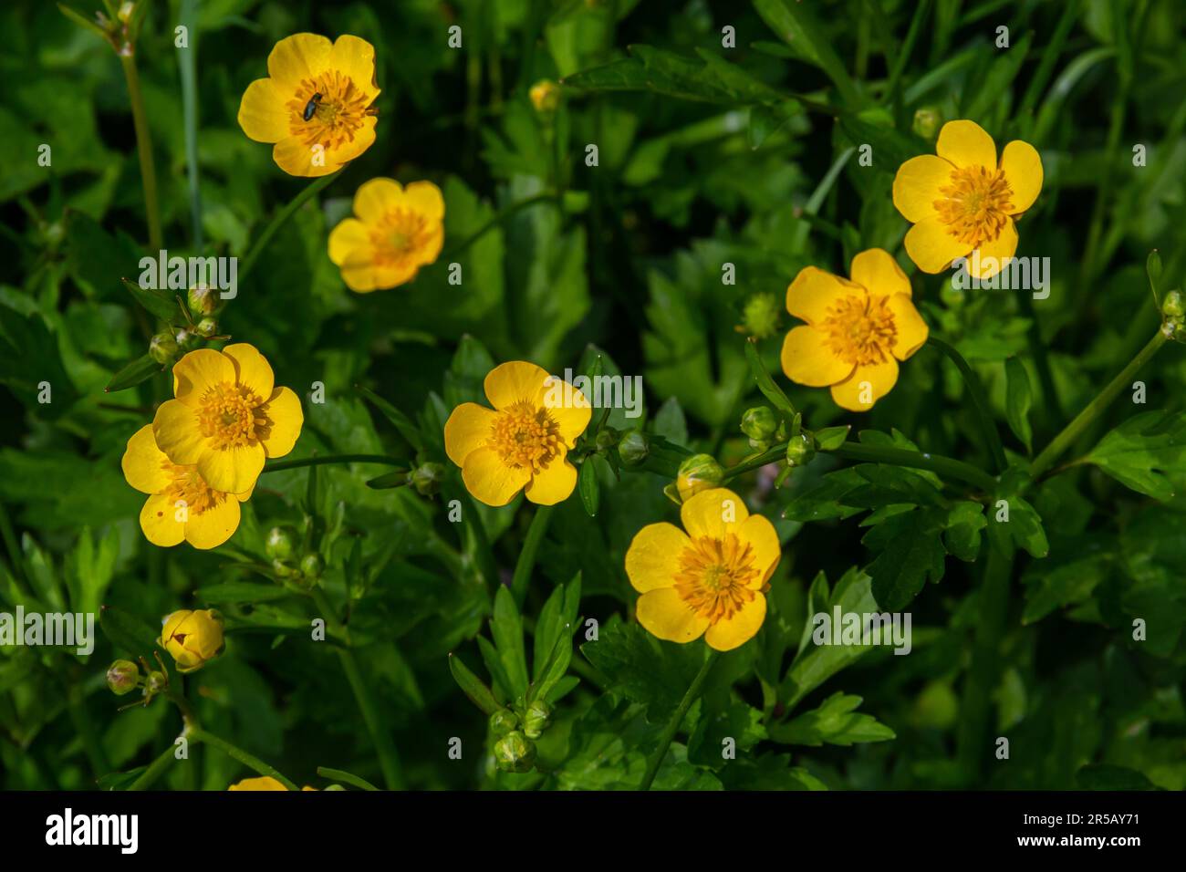 lose-up of Ranunculus repens, the creeping buttercup, is a flowering ...