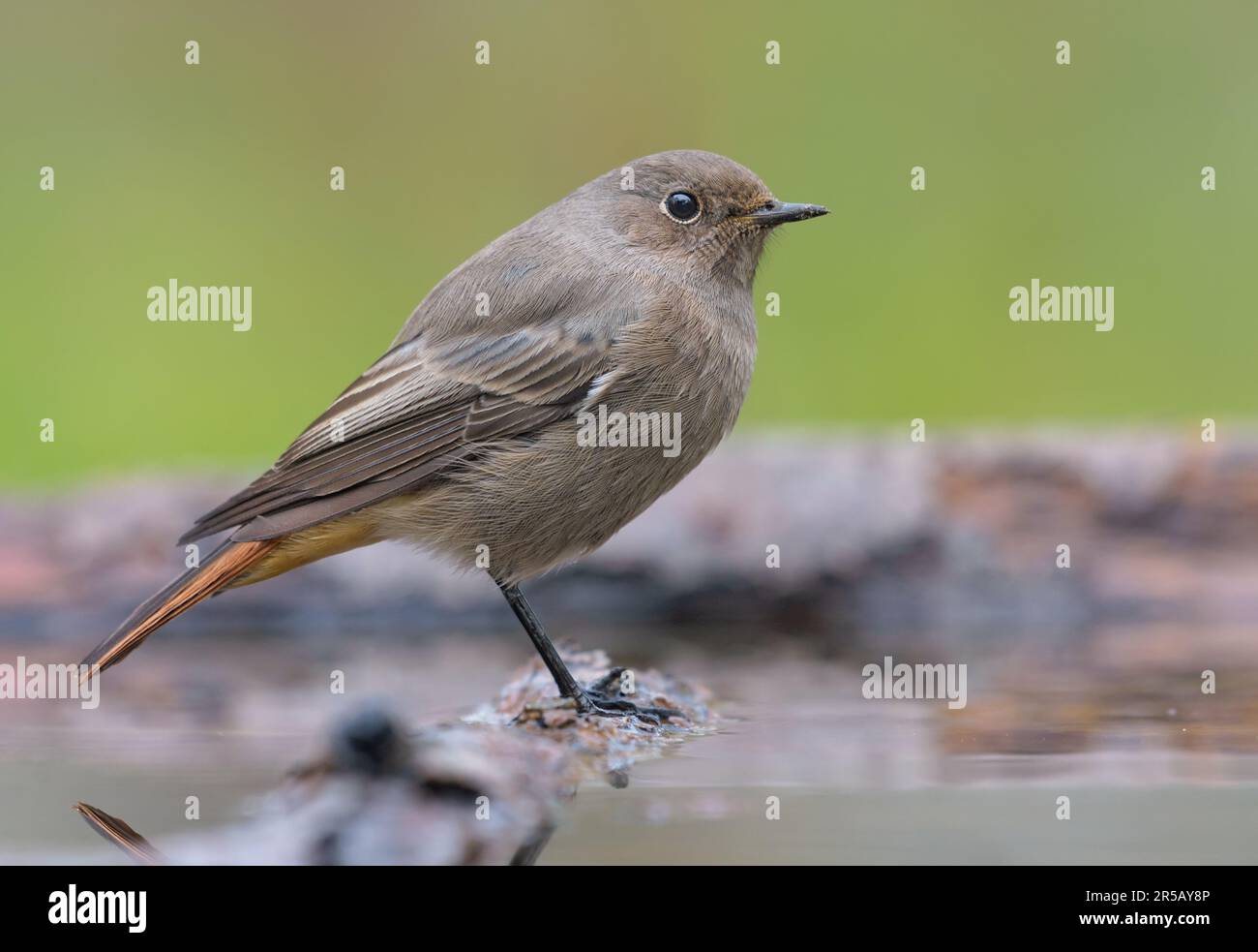 Young female Black Redstart (phoenicurus ochruros) close shot of ...