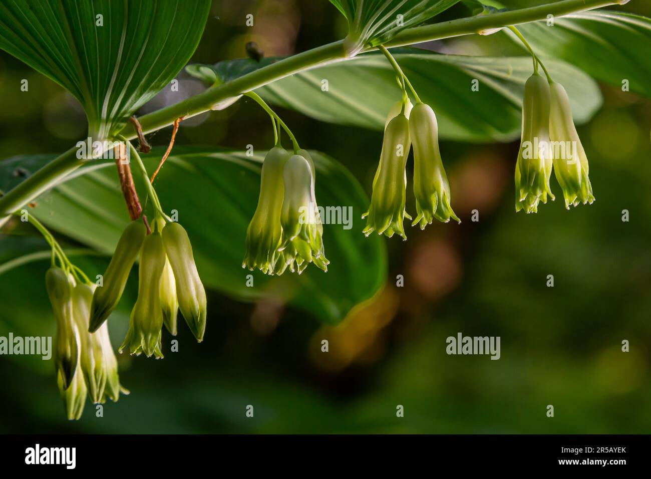 Polygonatum multiflorum, the Solomon's seal, David's harp, ladder-to ...
