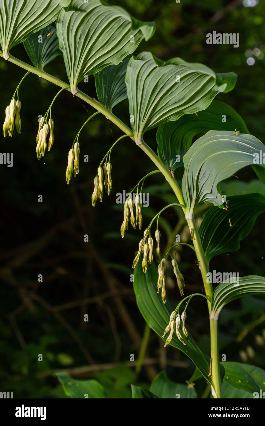 Polygonatum multiflorum, the Solomon's seal, David's harp, ladder-to ...