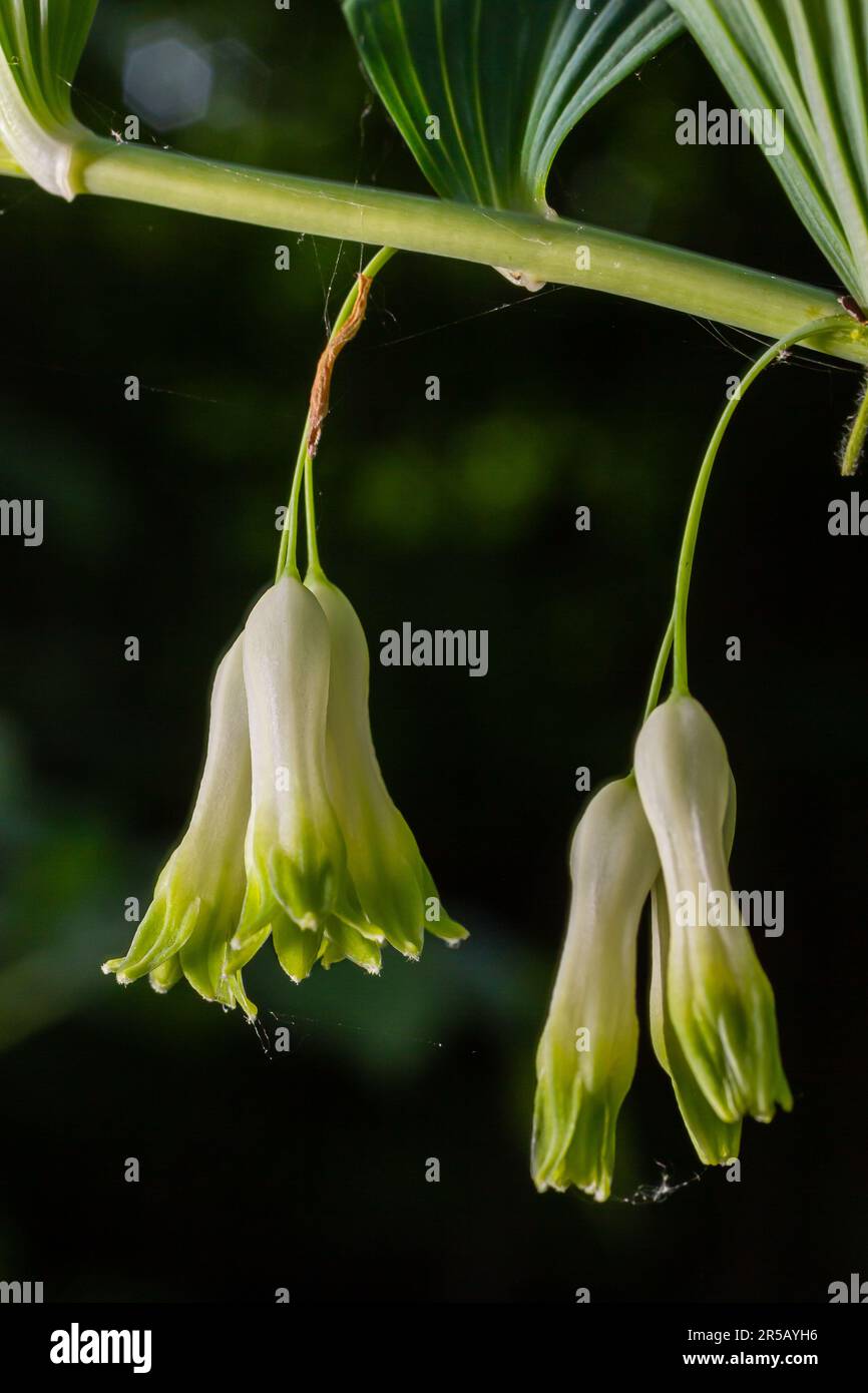 Polygonatum multiflorum, the Solomon's seal, David's harp, ladder-to ...