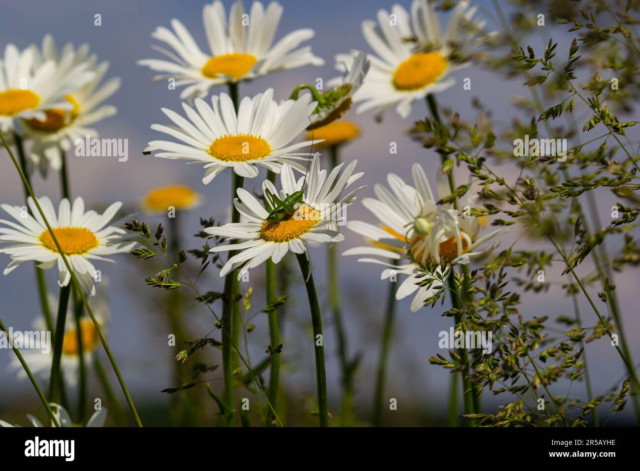 Wild daisy flowers growing on meadow, white chamomiles on blue cloudy ...