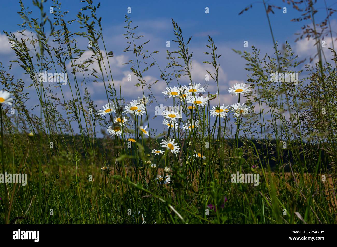 Wild daisy flowers growing on meadow, white chamomiles. Oxeye daisy ...