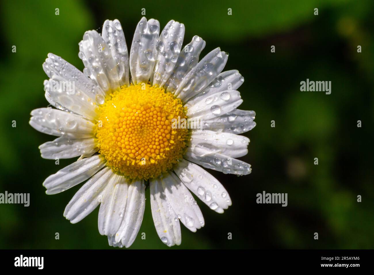Wild daisy flowers growing on meadow, white chamomiles. Oxeye daisy ...