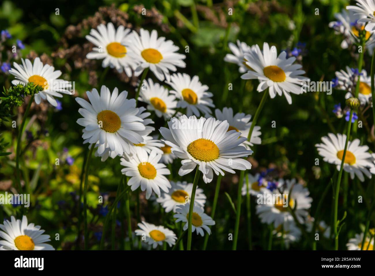 Wild daisy flowers growing on meadow, white chamomiles. Oxeye daisy ...