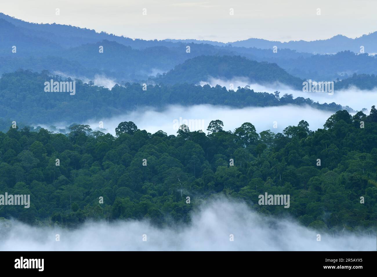 Borneo Jungle in the morning fog. Sabah, Malaysia Stock Photo - Alamy