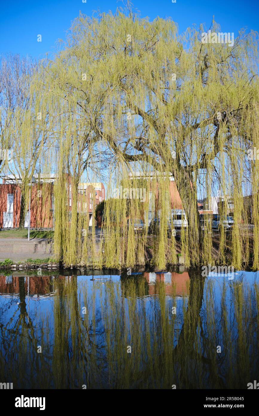 Leidse rijn hi-res stock photography and images - Alamy