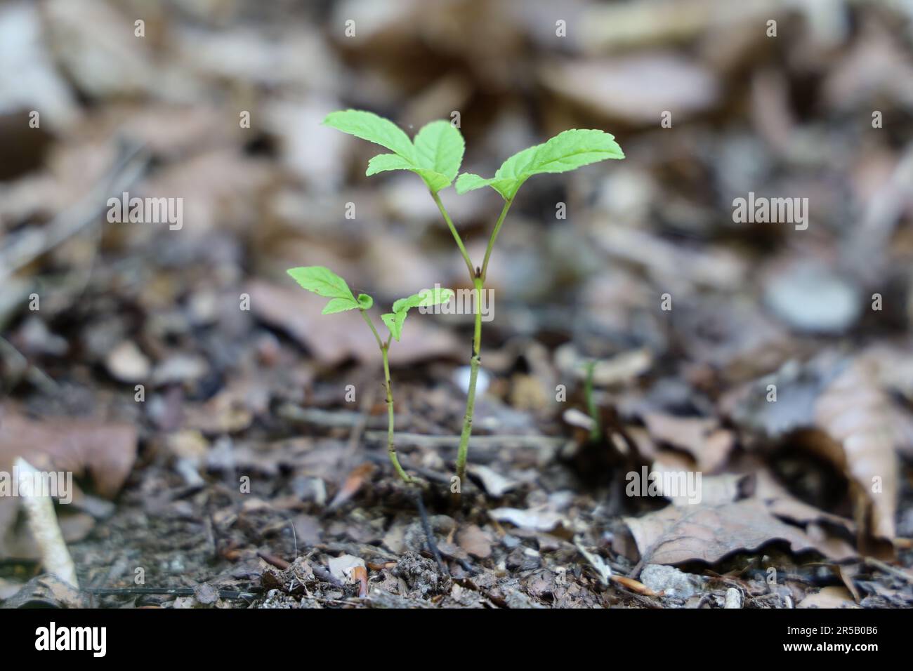 Tree Seedling in the woods Stock Photo - Alamy