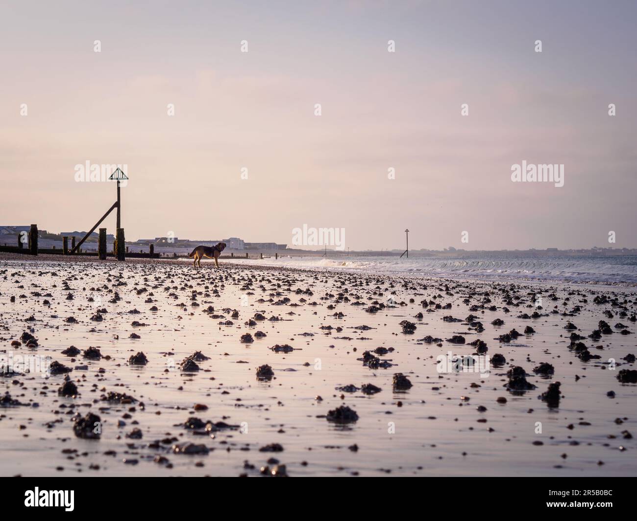 Early morning on East Wittering beach at low tide Stock Photo - Alamy