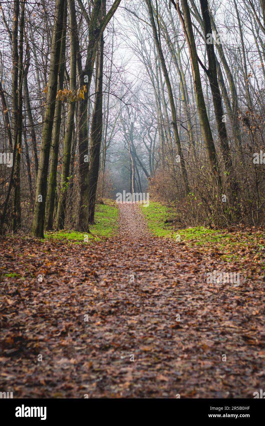 A scenic winding path leading into a lush forest shrouded in misty fog, with tall trees flanking ...