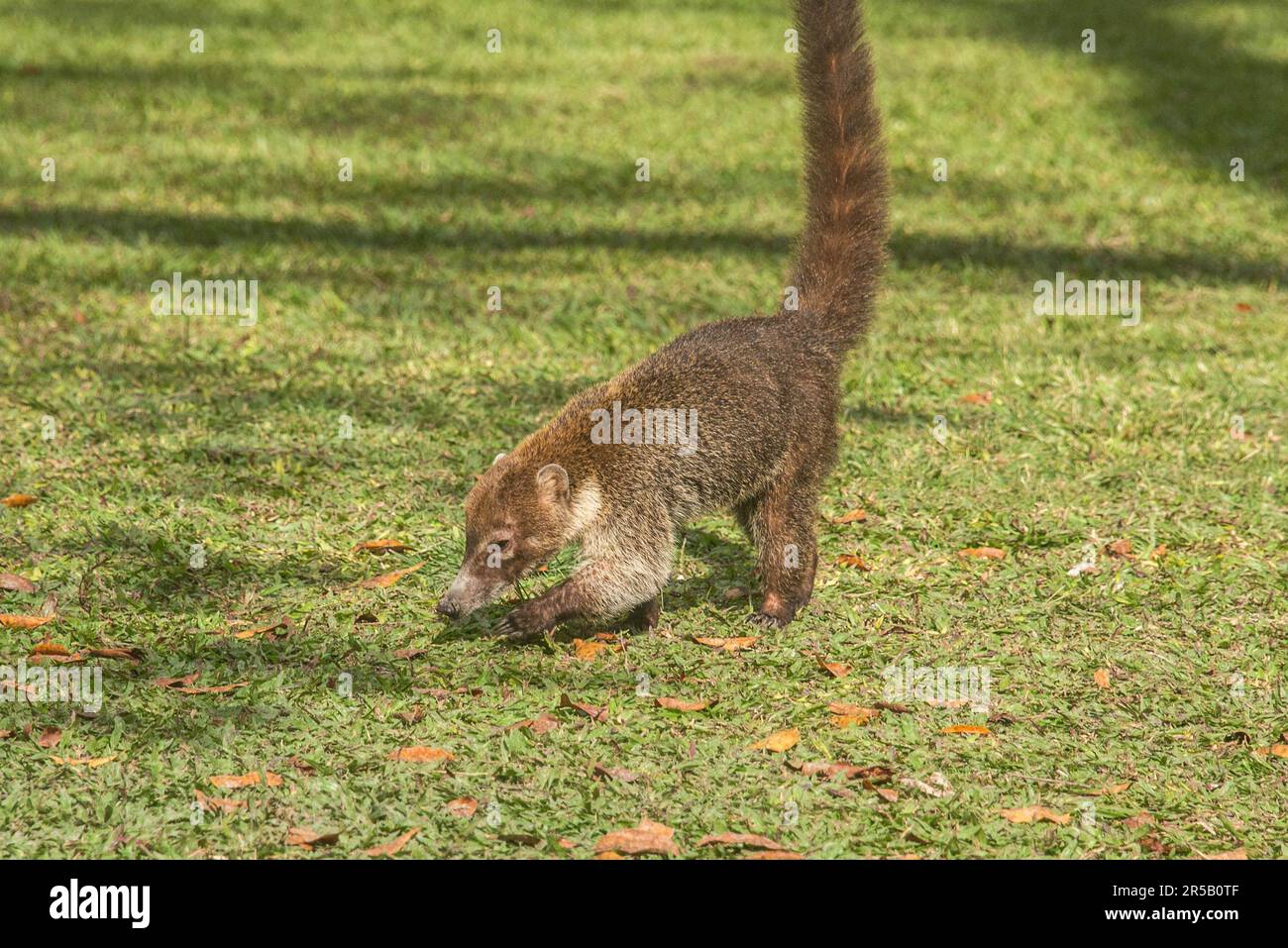 Coatimundi in front of Temple I at Tikal National Park, Petén ...