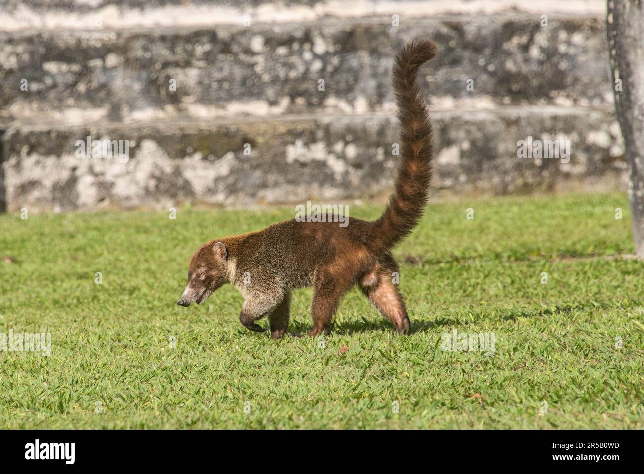 Coatimundi in front of Temple I at Tikal National Park, Petén ...