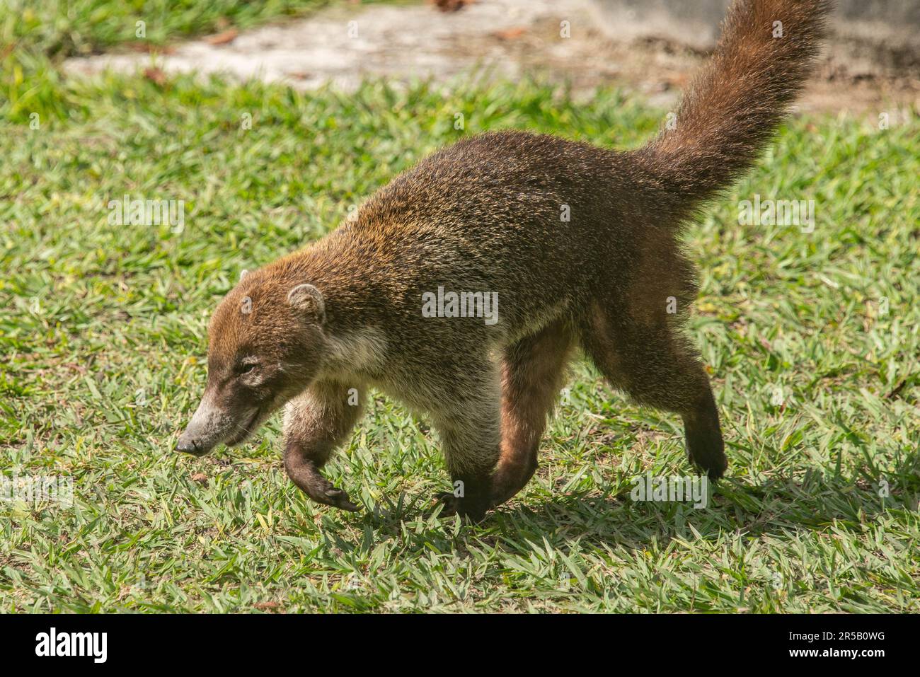 Coatimundi tikal guatemala hi-res stock photography and images - Alamy