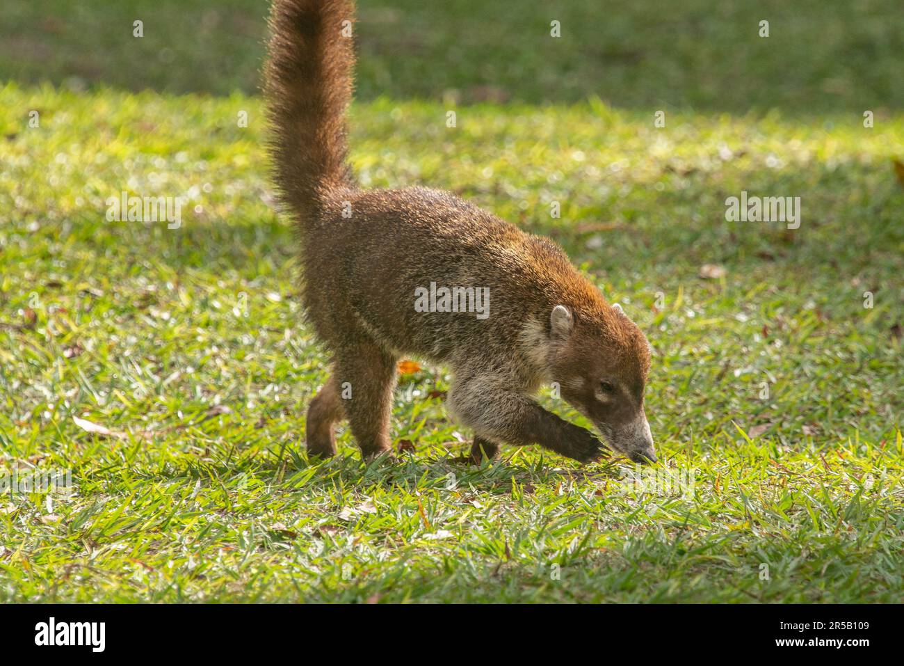 Coatimundi tikal guatemala hi-res stock photography and images - Alamy