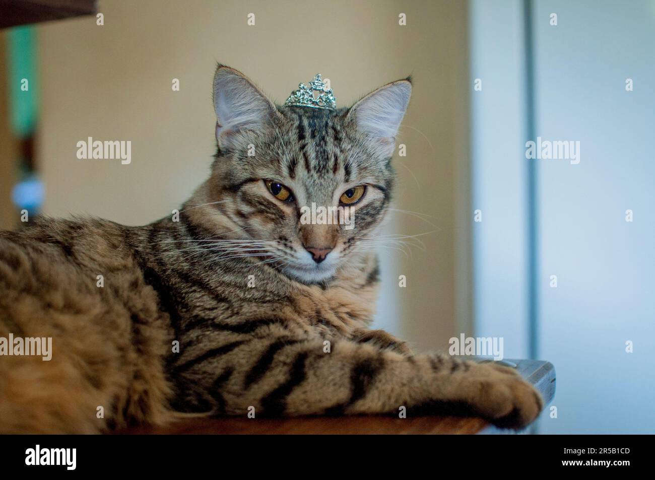 Portrait of tabby cat wearing small crown Stock Photo - Alamy