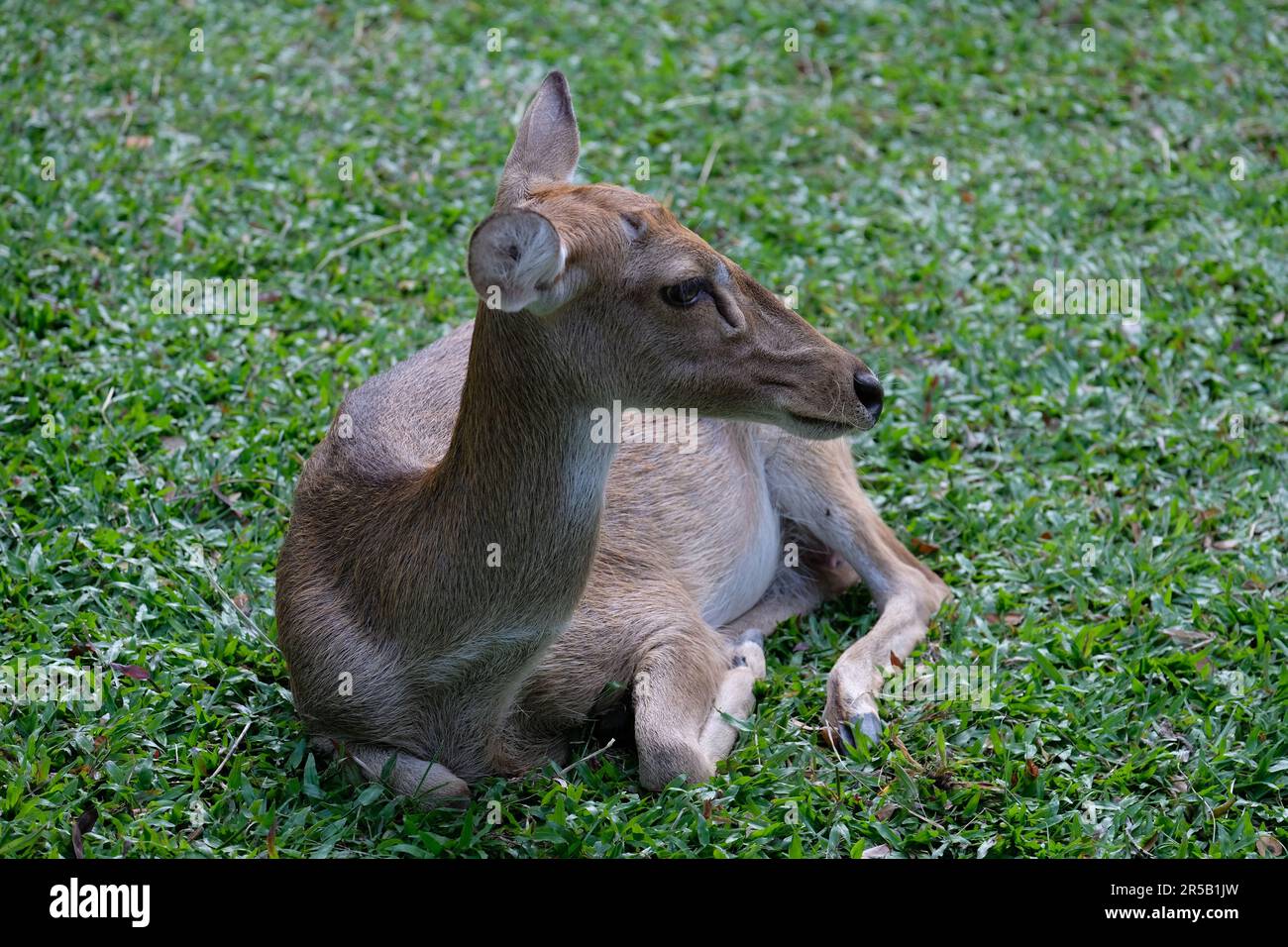 A majestic brown Sangai lying on lush green grass, gazing into the ...