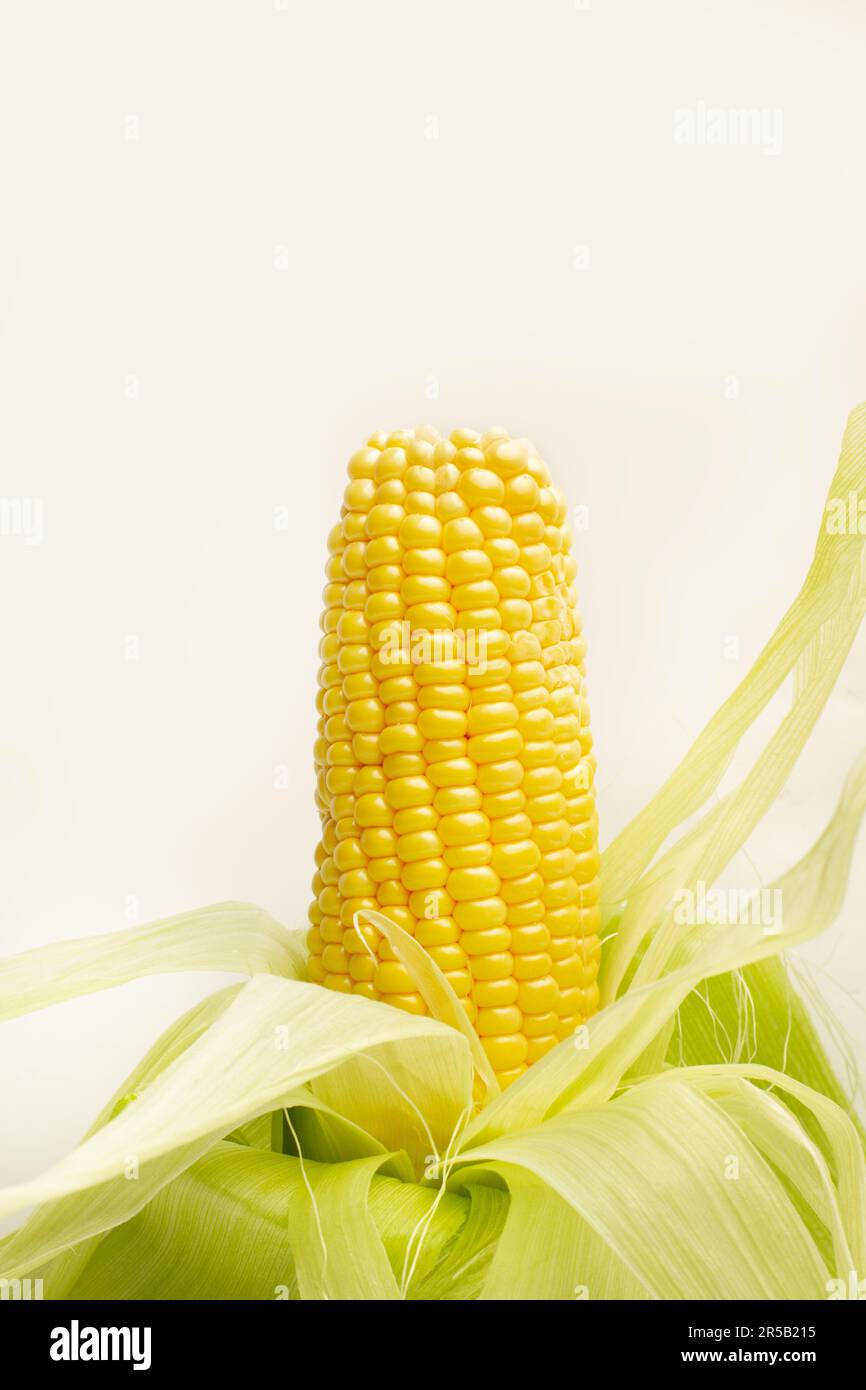 A corn with green husk on a white background with copy space Stock ...