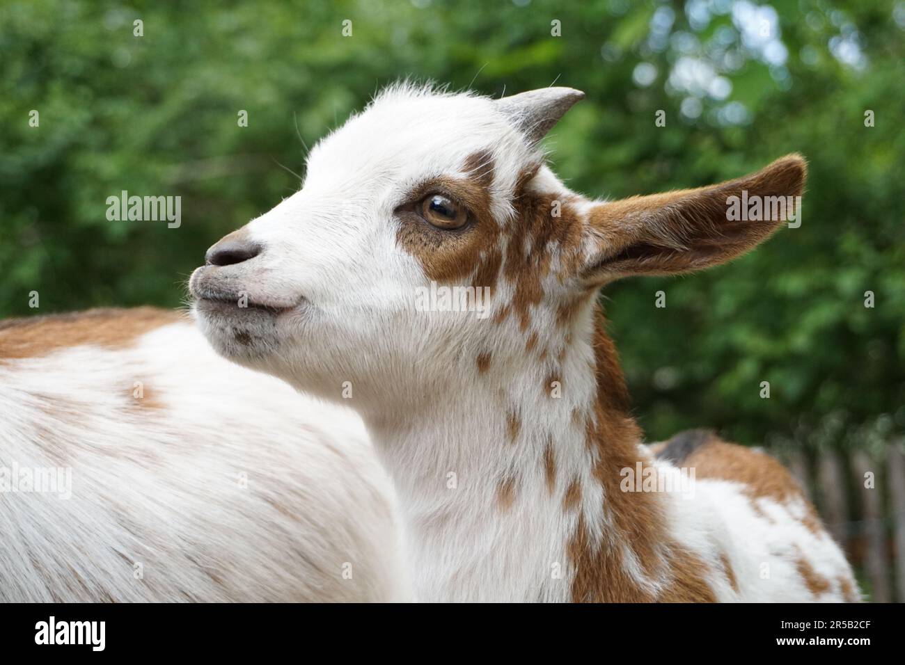 A young goat in the zoo looking proudly Stock Photo - Alamy