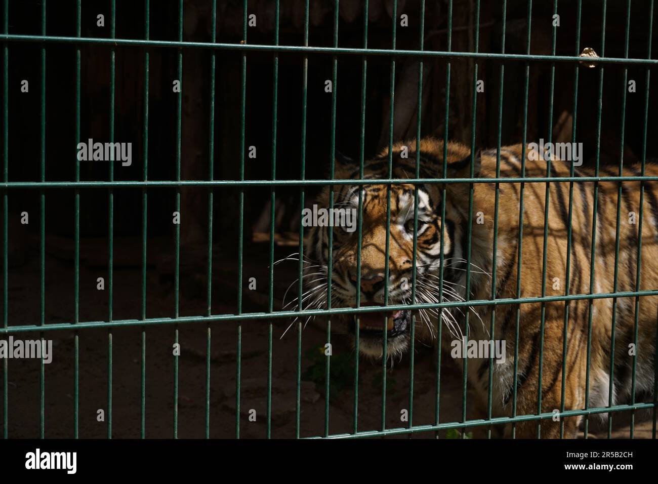 Tiger baring teeth hi-res stock photography and images - Alamy