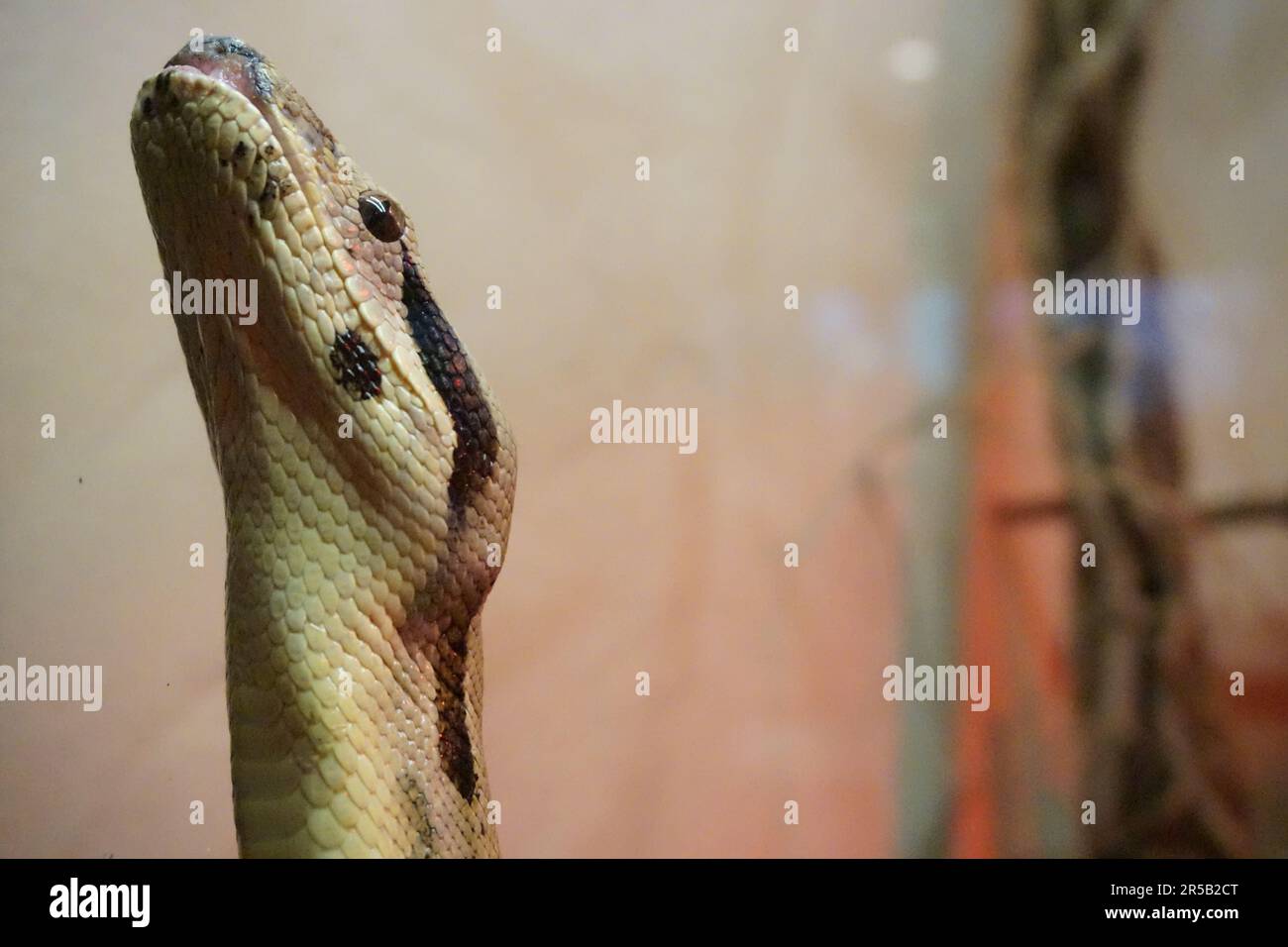 Snake from behind hi-res stock photography and images - Alamy