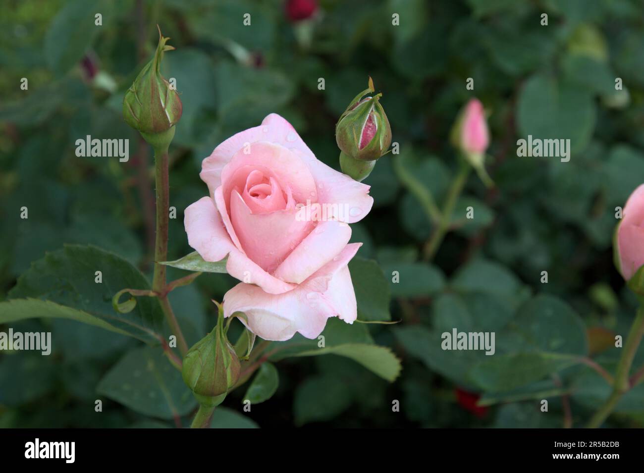Beautiful flower pink rose green leaves beautiful nature macro view ...