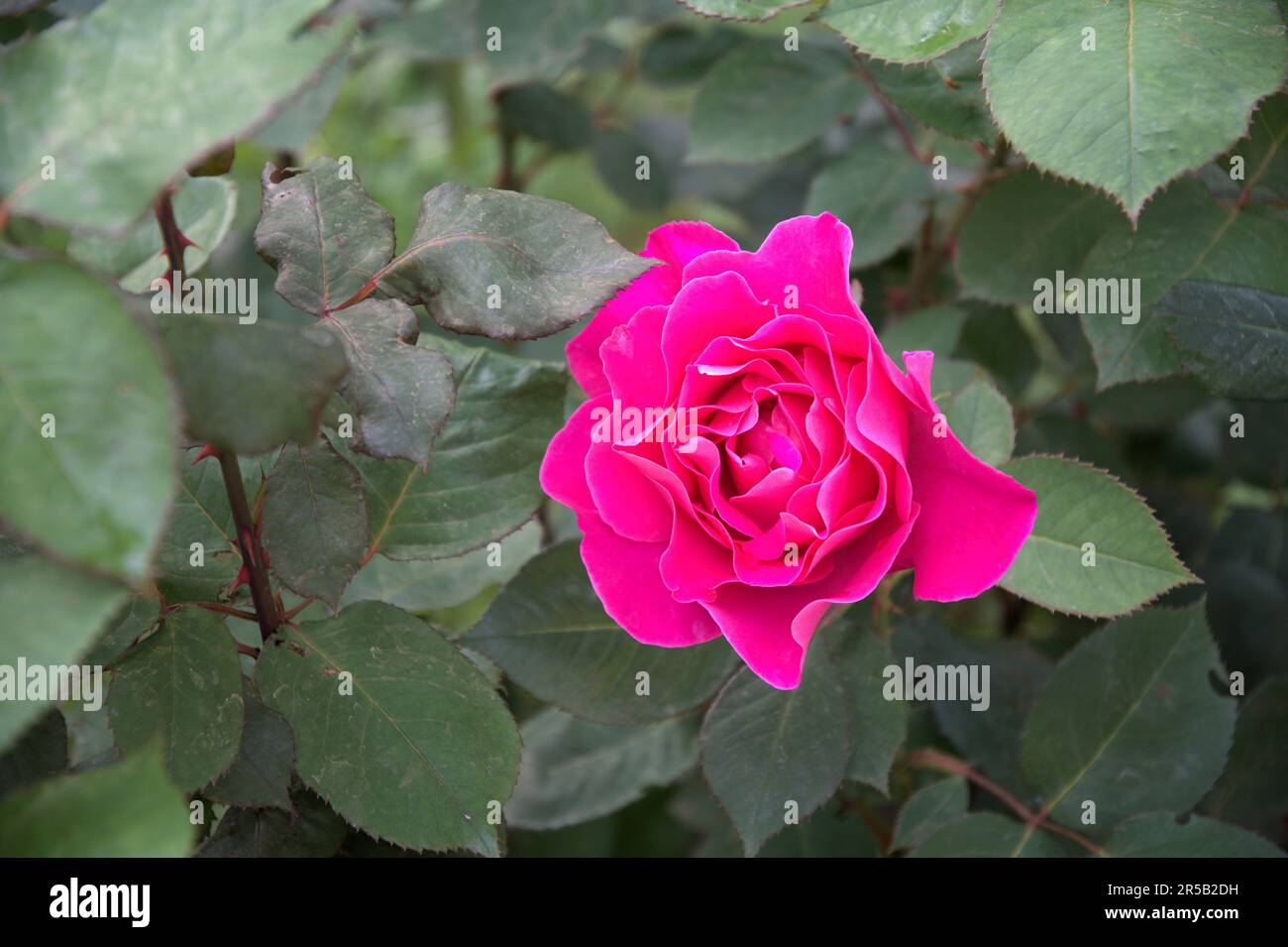 Beautiful blooming pink rose hi-res stock photography and images - Alamy