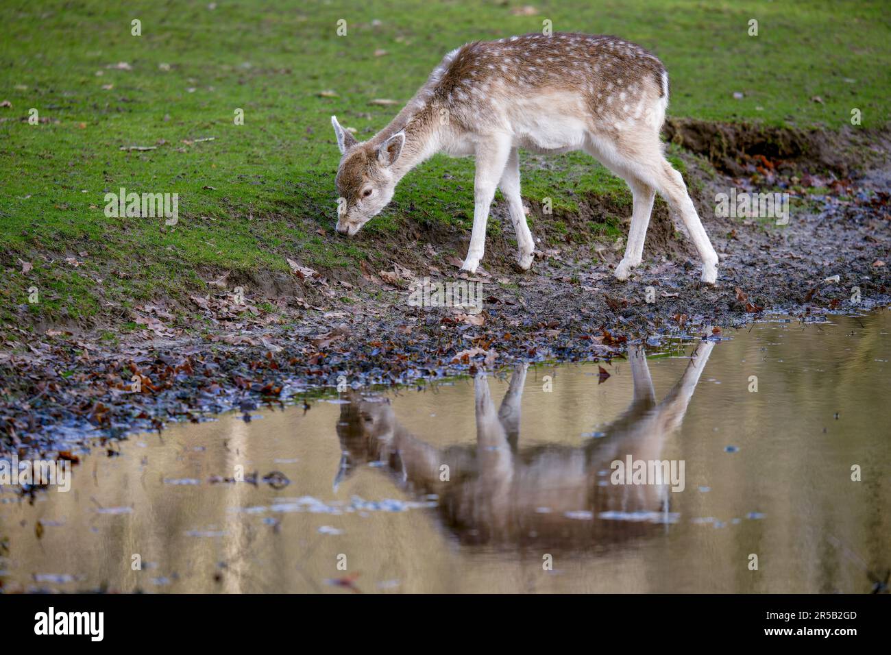 A white-tailed deer stands in a grassy field, dipping its head to drink ...