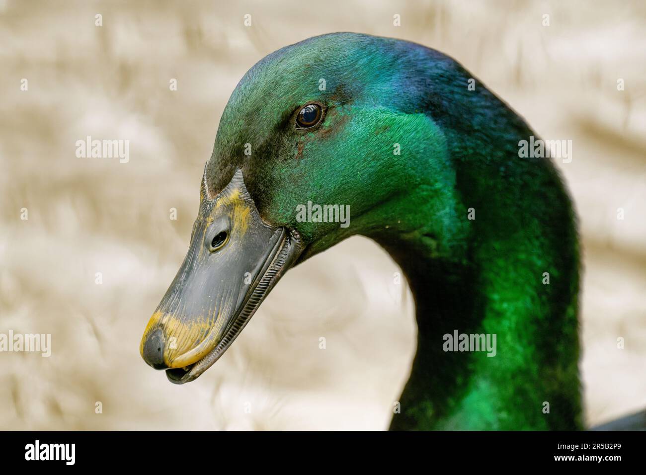A close-up image of a single duck, with its beady eyes looking off into ...