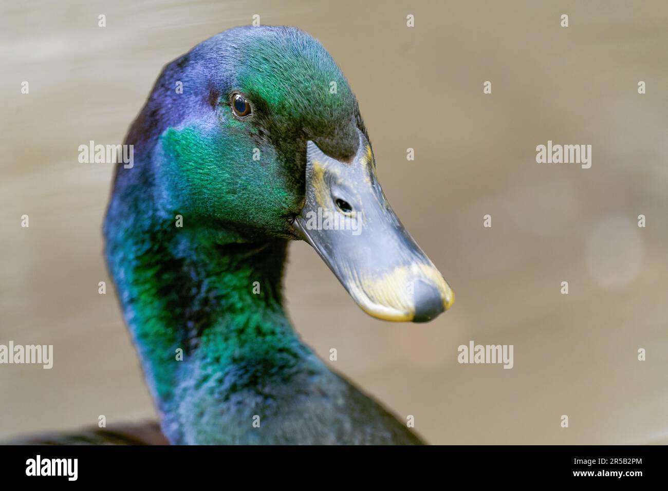 A close-up image of a duck's head with colorful green and blue plumage ...