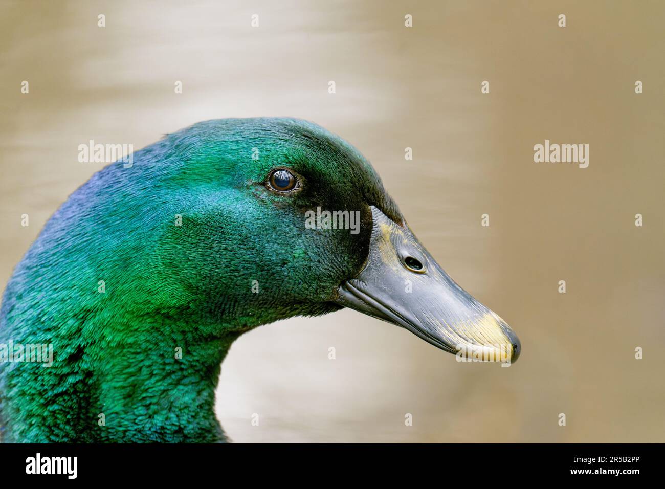 An isolated portrait of a duck with a large green head facing the left ...