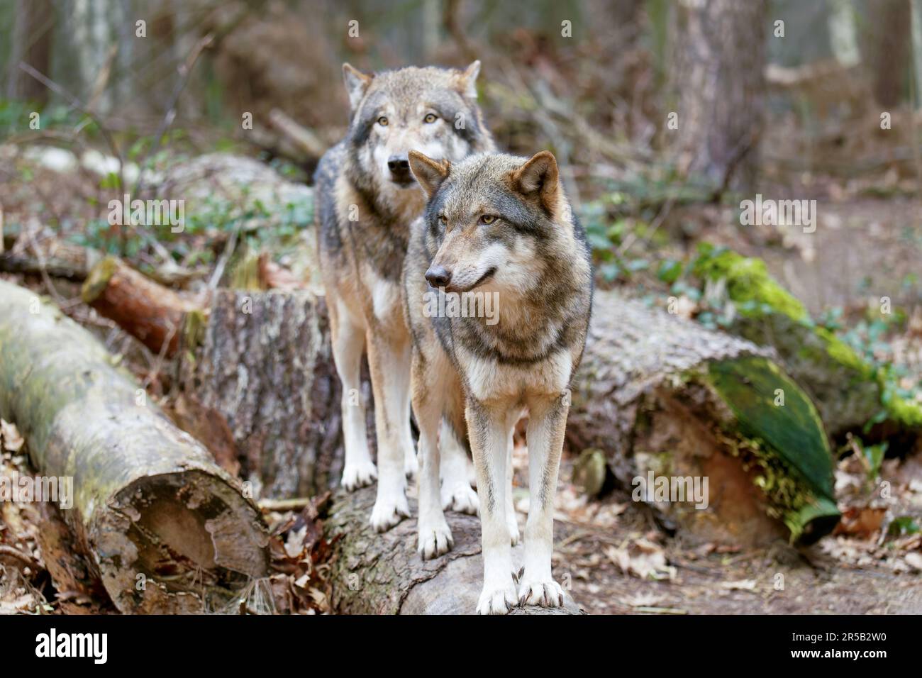 Wolves staring hi-res stock photography and images - Alamy