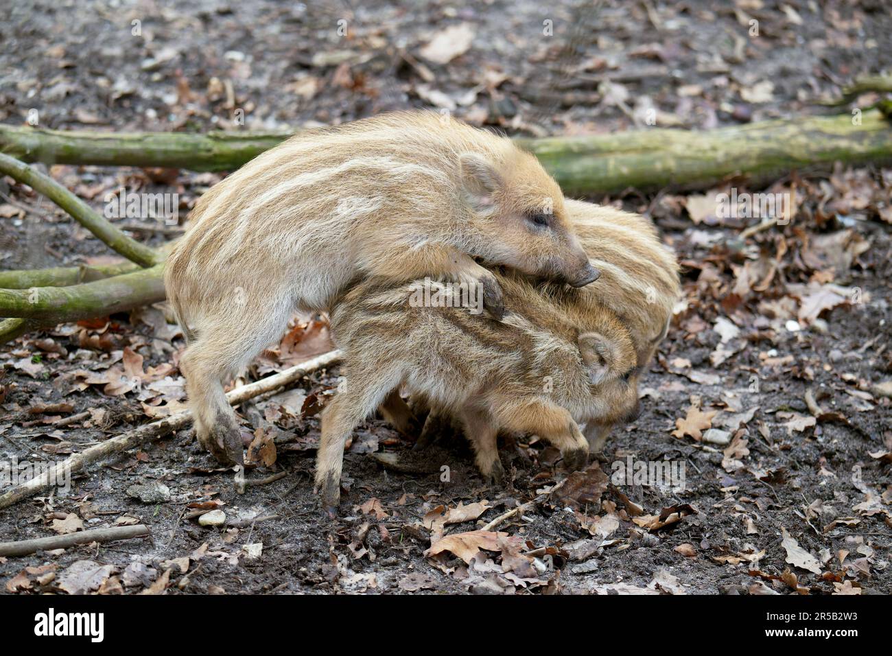 Two adorable piglets playing in the outdoors at a sunny park, enjoying ...