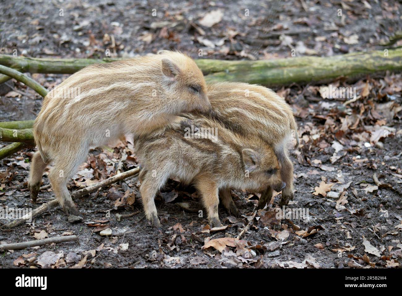 Two juvenile wild boars frolic in the soil, content with the joy of ...