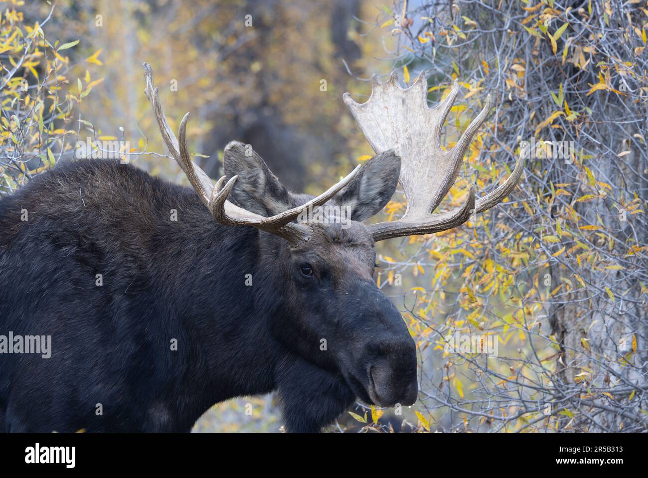 Bull Moose in the Rut in Autumn in Wyoming Stock Photo - Alamy