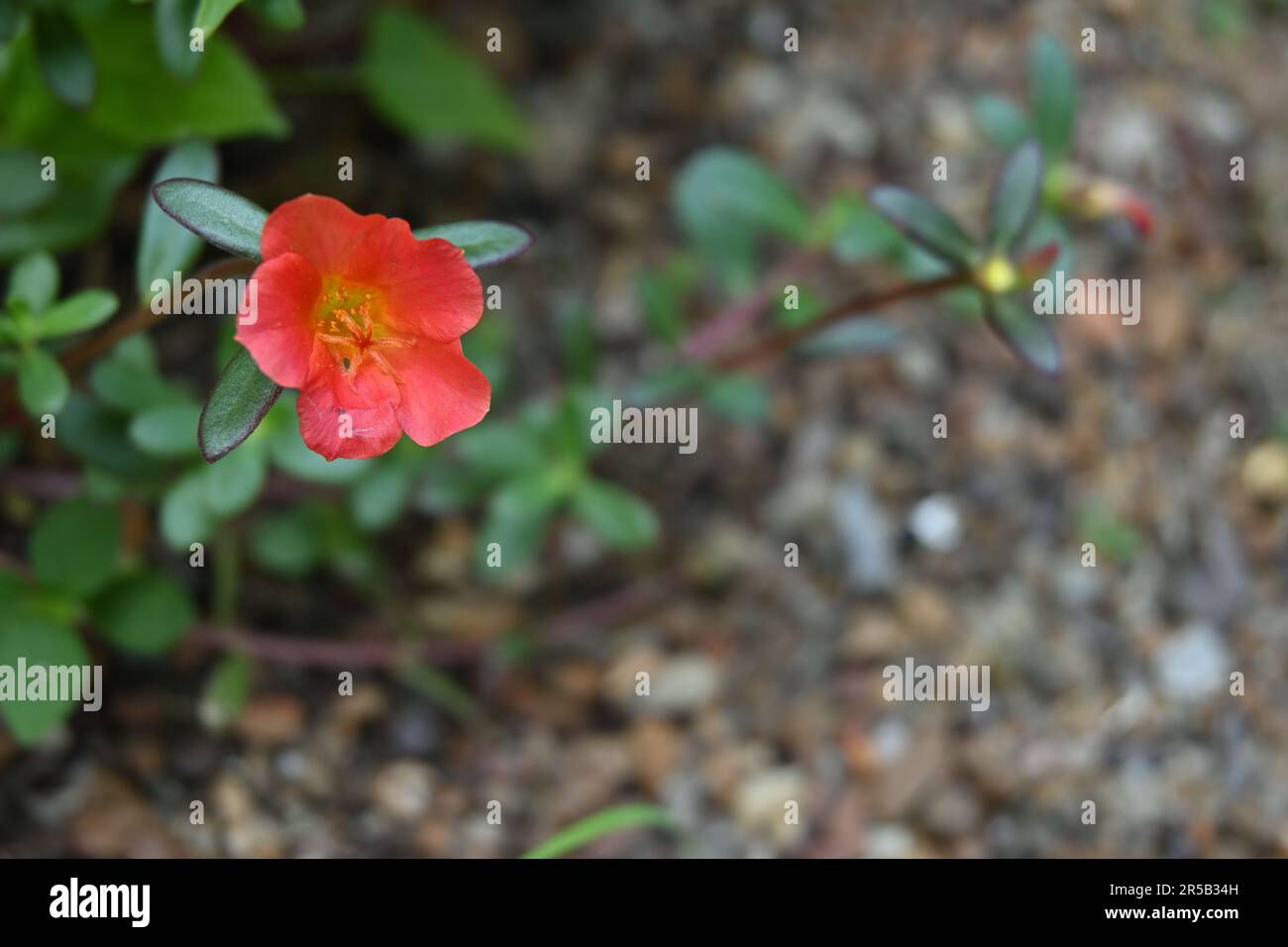 Beautiful view of an orange color Moss rose flower (Portulaca ...