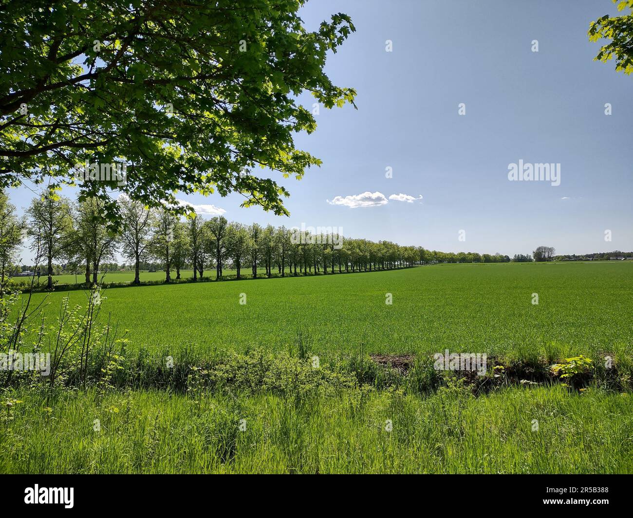 A greenery field surrounded by dense trees Stock Photo - Alamy