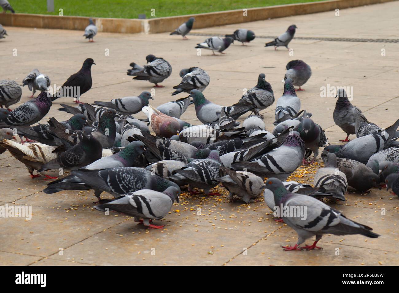 A Group of Doves are on the Ground Eating the Seeds Spread on the Floor ...