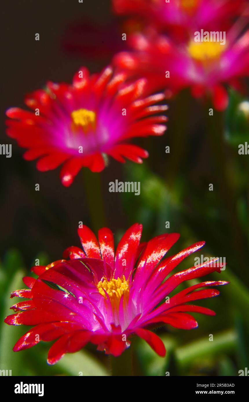 Reflexion reflexion in wassertropfen hi-res stock photography and ...