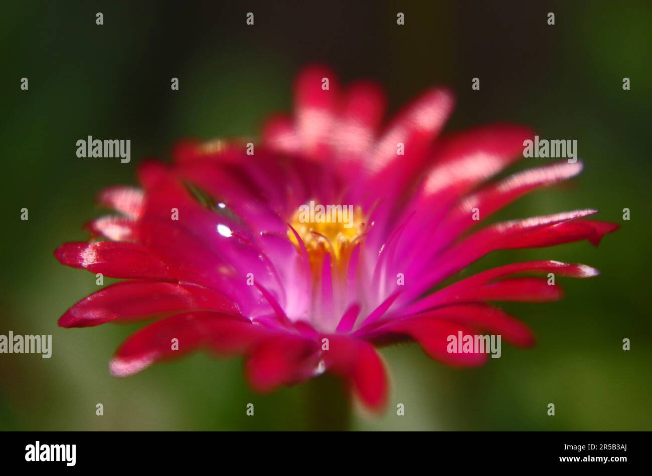 Drop in Bloom Stock Photo - Alamy