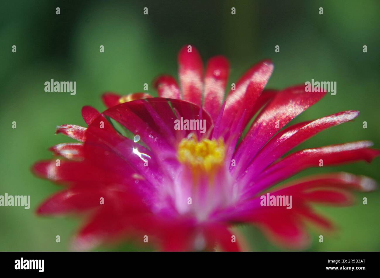 Drop in Bloom Stock Photo - Alamy