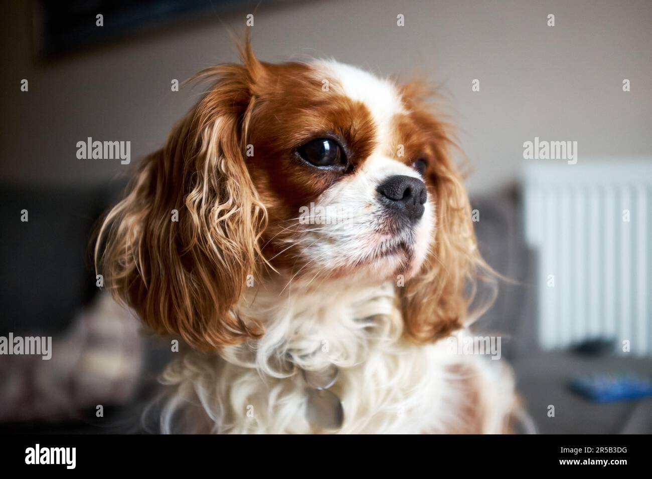 Close-up headshot of a Blenheim Cavalier King Charles Spaniel lap dog ...