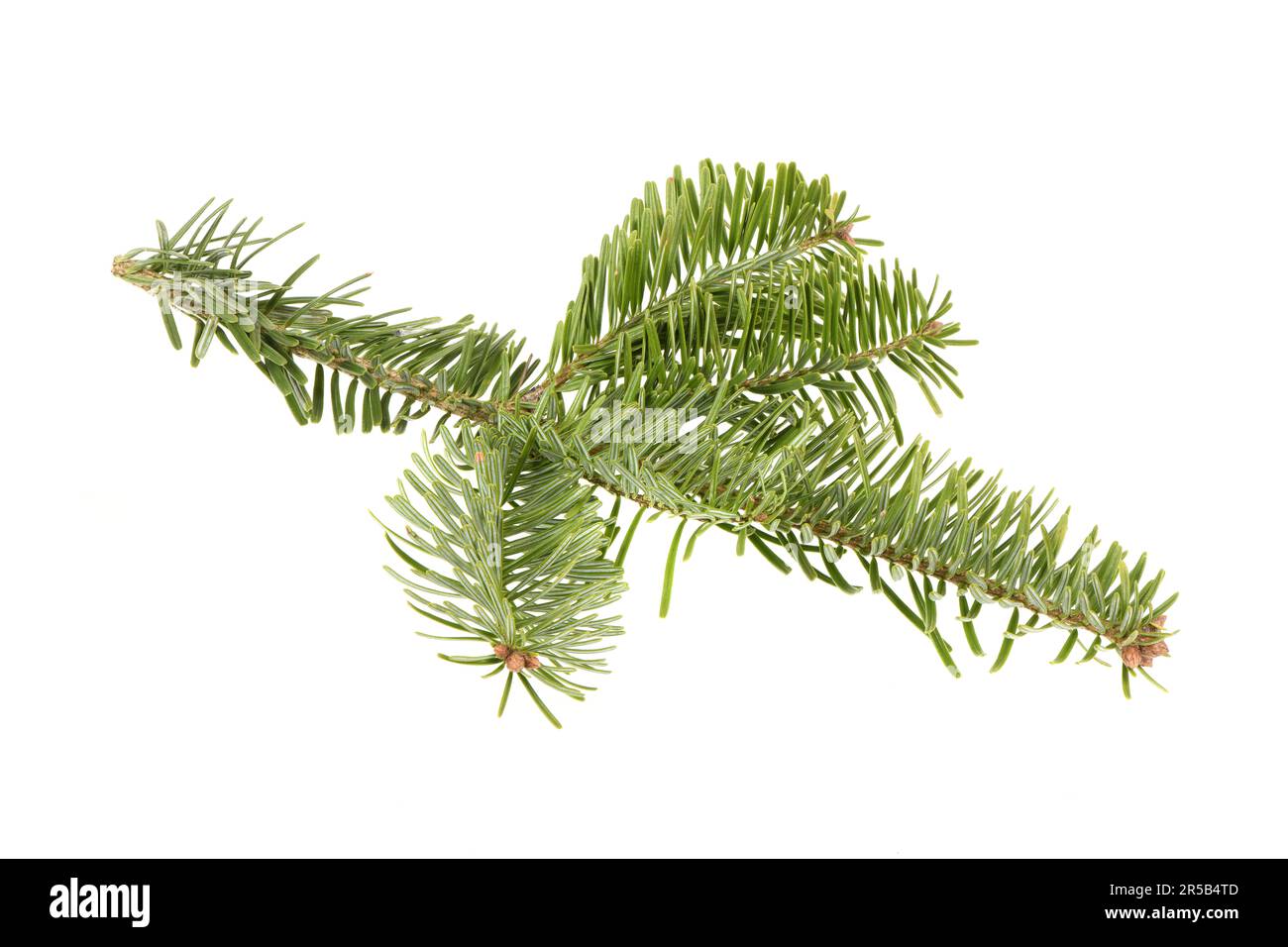 Spruce branch isolated on white background. High resolution photo. Full ...
