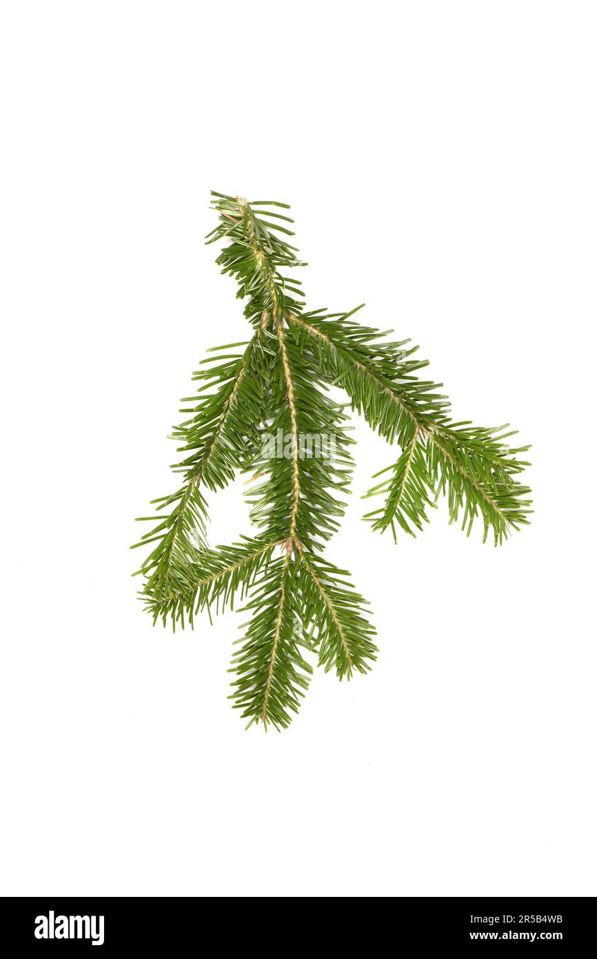 Spruce branch isolated on white background. High resolution photo. Full ...