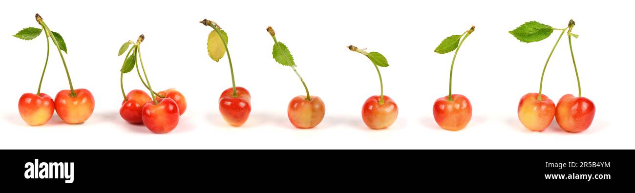 Collection of light red different sweet cherries with green leaf, side ...