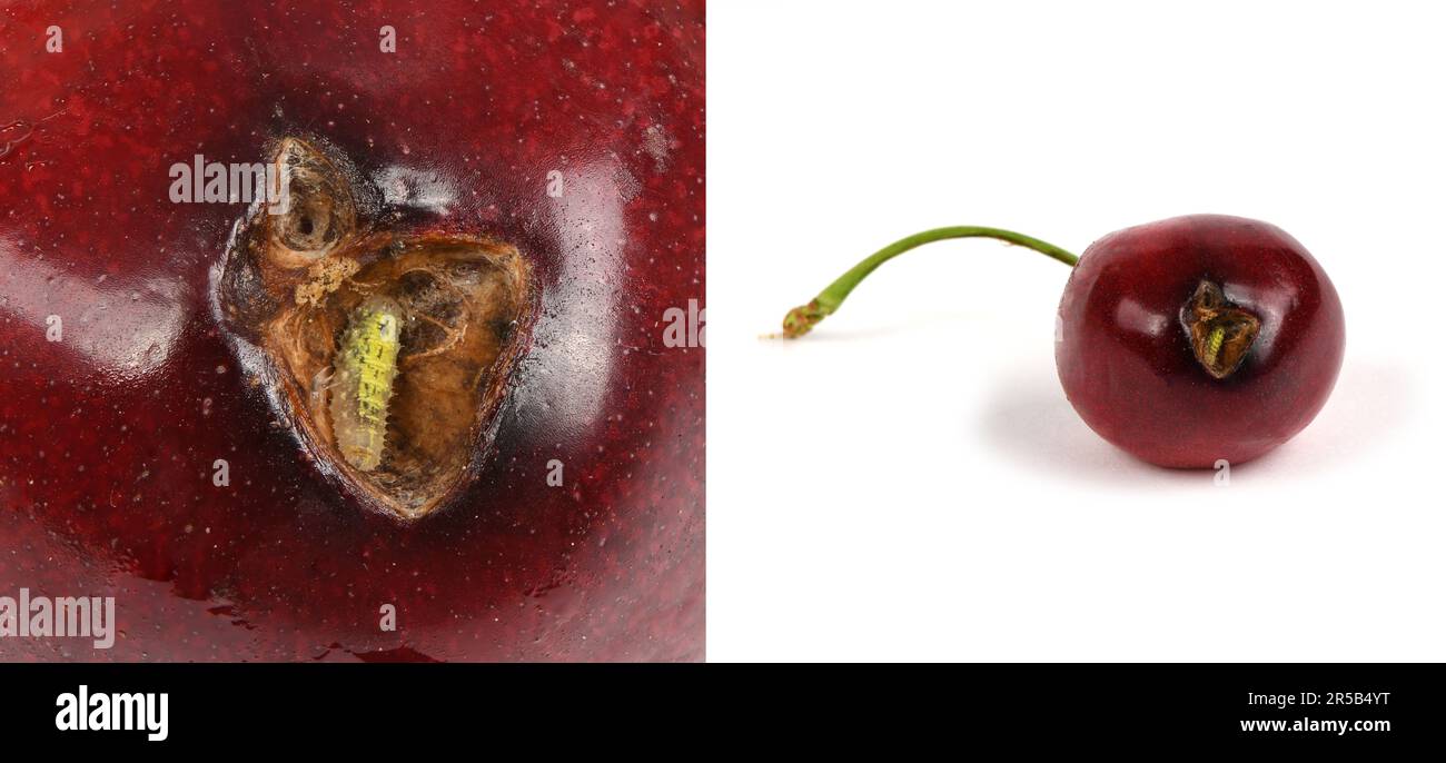 Fruit fly larva hi-res stock photography and images - Alamy