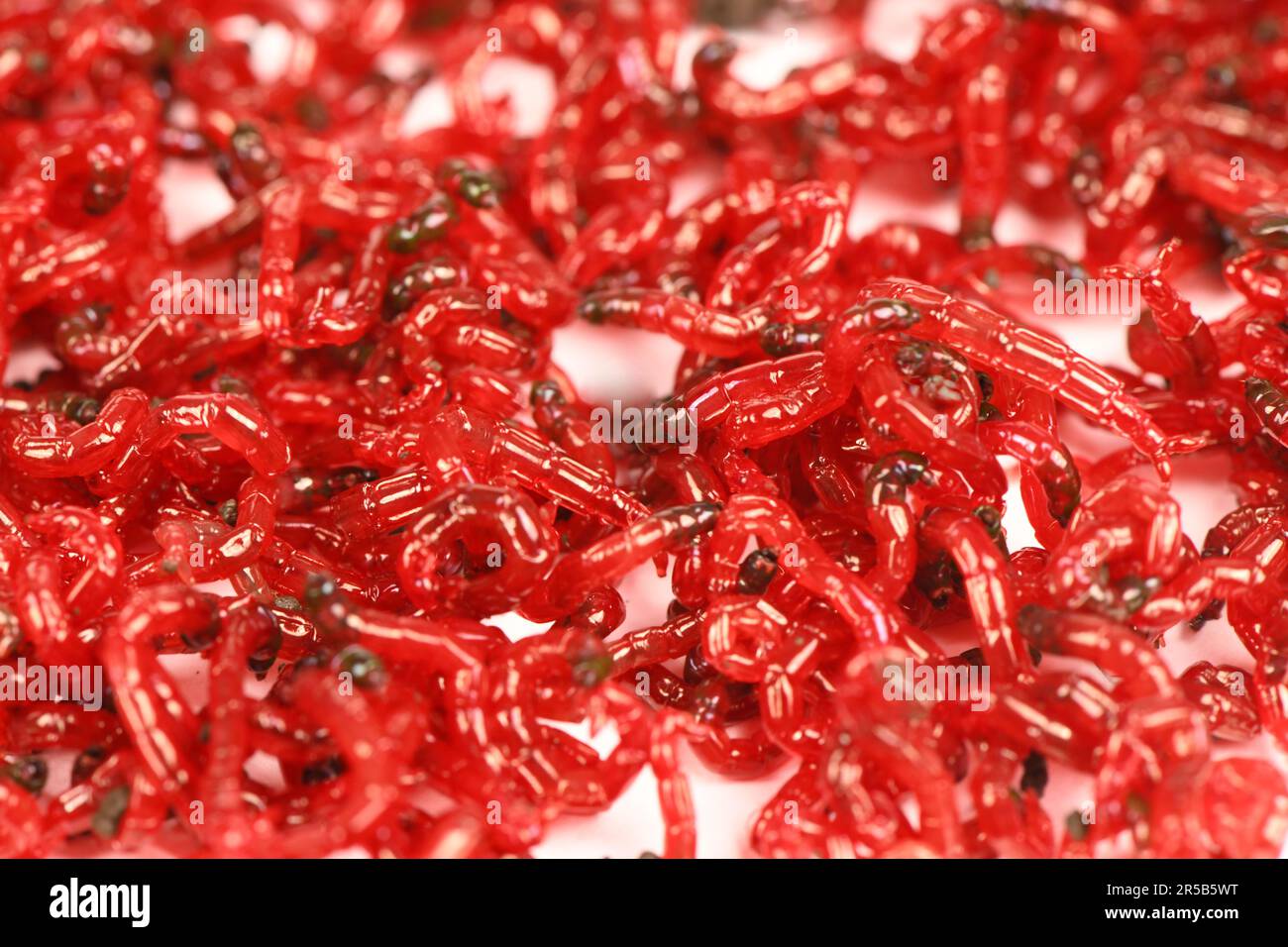 Bloodworm hi-res stock photography and images - Alamy